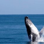 From Punta Cana: Whale Watching and Beaches Day Trip - What Makes This Tour Stand Out