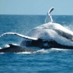 From Punta Canta: Whale Watching Cruise with Cayo Levantado - Why Choose This Tour?