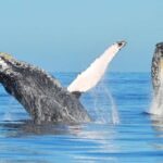 From Punta Canta: Whale Watching Cruise with Cayo Levantado - What You Can Expect on This Tour
