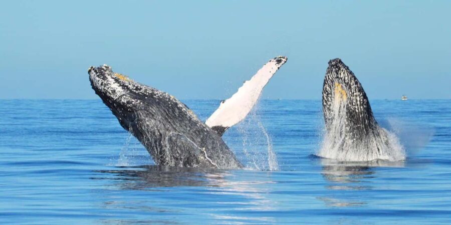 From Punta Canta: Whale Watching Cruise with Cayo Levantado - What You Can Expect on This Tour