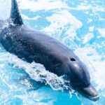 Full day 7hours- beach bbq, snorkel, Iguana island, half moon bay pine cay, Fun! - Exploring the Stops: What Makes Them Special