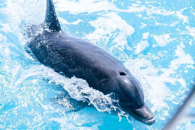 Full day 7hours- beach bbq, snorkel, Iguana island, half moon bay pine cay, Fun! - Exploring the Stops: What Makes Them Special