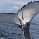 Full Day Bacardi Whale Watching - End Season March 30th - Authenticity and Reviews from Travelers