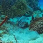Full-Day Catalina Island Snorkeling Tour from La Romana - What Do the Reviews Tell Us?