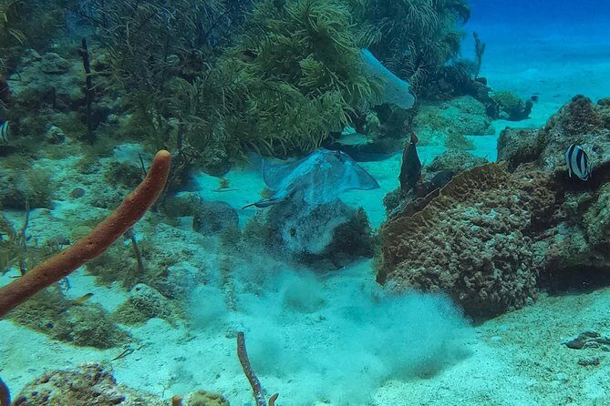 Full-Day Catalina Island Snorkeling Tour from La Romana - What Do the Reviews Tell Us?