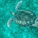 Full day EN Catamaran Martinique Dolphins and Turtles - The Itinerary Breakdown