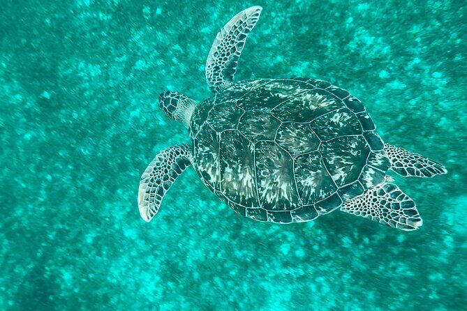 Full day EN Catamaran Martinique Dolphins and Turtles - The Itinerary Breakdown