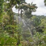 Full Day Garden Delight Private Tour in Barbados - The Charm of Andromeda Botanic Gardens