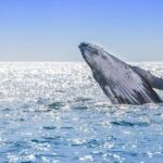 Full Day Humpback Whale Watching Tour in Samana from Uvero Alto - Practical Details: What to Expect