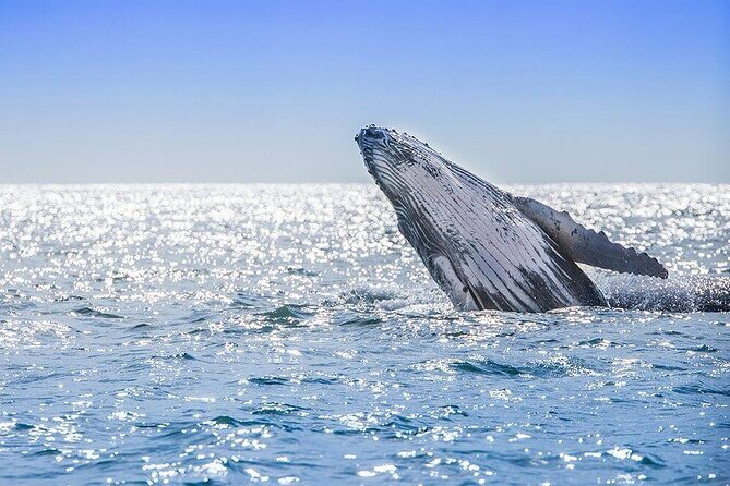 Full Day Humpback Whale Watching Tour in Samana from Uvero Alto - Practical Details: What to Expect