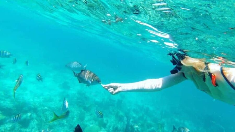 Full Day Sail and Snorkel with Turtles - The value of this trip