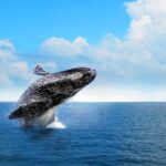 Full-Day Whale Watching Tour in Samana Bay from Cabeza de Toro - Authenticity and Overall Impression