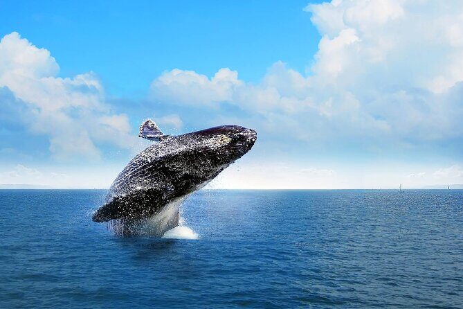 Full-Day Whale Watching Tour in Samana Bay from Cabeza de Toro - Authenticity and Overall Impression