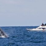 Full-day Whale watching Tour in Samana Bay from Punta Cana - Who Will Appreciate This Tour?