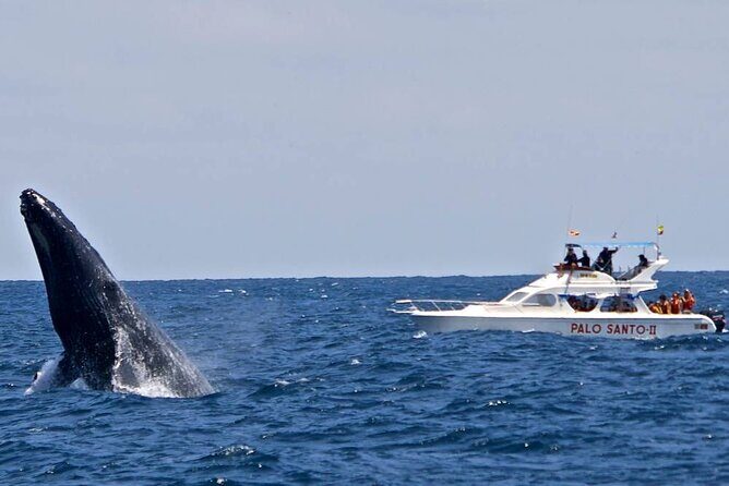 Full-day Whale watching Tour in Samana Bay from Punta Cana - Who Will Appreciate This Tour?