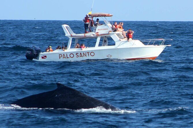 Full-day Whale watching Tour in Samana Bay from Uvero Alto - Exploring the Details of the Tour