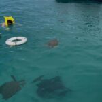 Glass Bottom Boat Snorkeling With Turtles & Shipwreck In Barbados - Who Should Book This Tour?