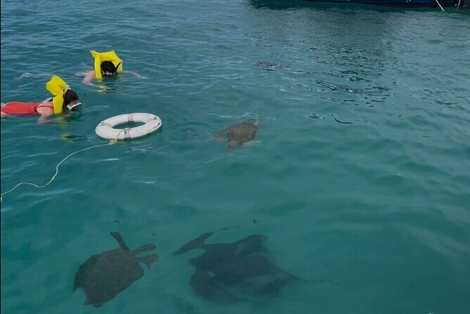 Glass Bottom Boat Snorkeling With Turtles & Shipwreck In Barbados - Who Should Book This Tour?