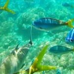 Glass Bottom Boat Water Activity in Montego Bay Jamaica - Final Thoughts: Is It Worth It?