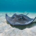 Grand Cayman 2-Stop Snorkeling and Stingray City Combo Adventure - Practical Details and What to Expect