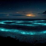 Grand Cayman Bioluminescence Adventure - What Travelers Say: Authentic Experiences