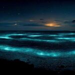 Grand Cayman Bioluminescent Bay Adventure - Authentic Experiences & Practical Tips