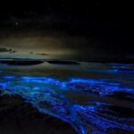 Grand Cayman Bioluminescent Bay Tour - Final Thoughts: Is It Worth It?