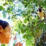 Green Monkey Time - Final Thoughts