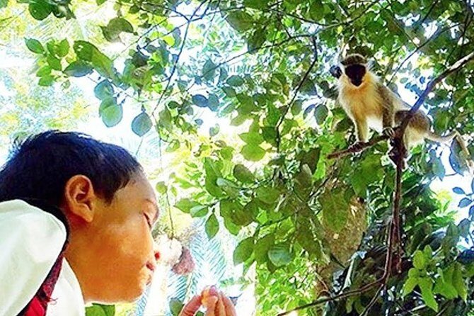 Green Monkey Time - Final Thoughts