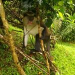 Grenada: Half-Day Island Tour with Waterfall Swim Stop - Practical Details and Tips