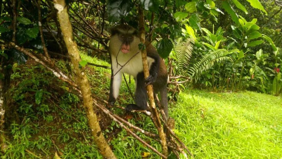Grenada: Half-Day Island Tour with Waterfall Swim Stop - Practical Details and Tips