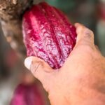 Grenada Herb & Spice Tour -Fort Frederick, Chocolate & Waterfalls - Whats Included and What Not