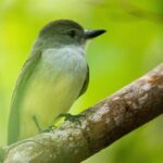 Guided Birdwatching Castries Waterworks Forest Reserve, St Lucia - The Guided Hike Experience
