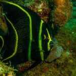 Guided Coral Reef Scuba Tour / 1 tank (Certified Divers Only) - Who Will Love This Tour?