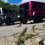 Guided Jeep Tour Exploring French and Dutch St Maarten - What Makes This Tour Stand Out