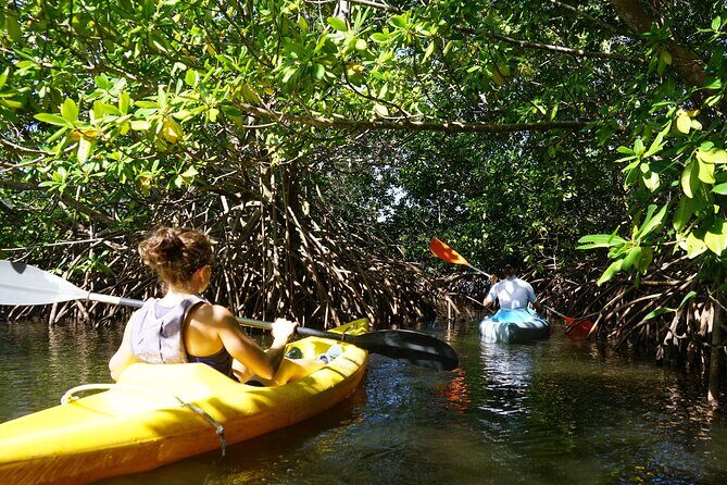 Guided Kayaking Tour of the Mitan Pond and its Mangrove - An In-Depth Look at the Kayaking Experience