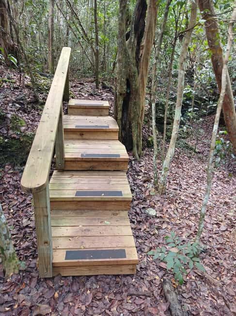 Guided Primeval Nature Walk Tour - What to Expect in Terms of Logistics and Value