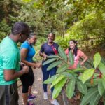 Guided Rainforest Hike on the Jacquot Trail  Castries, St Lucia - Return and Refreshment