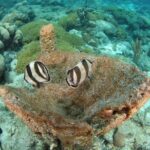 Guided Shore Dive for Certified Divers with Scubaçao (1 tank) - Transportation and Logistics