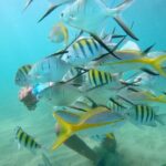 Guided Snorkeling adventure in San Juan - Key Points