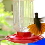 Half-day 3-Course Cocoa Lunch Tour in Trinidad - Is It Worth the Price?