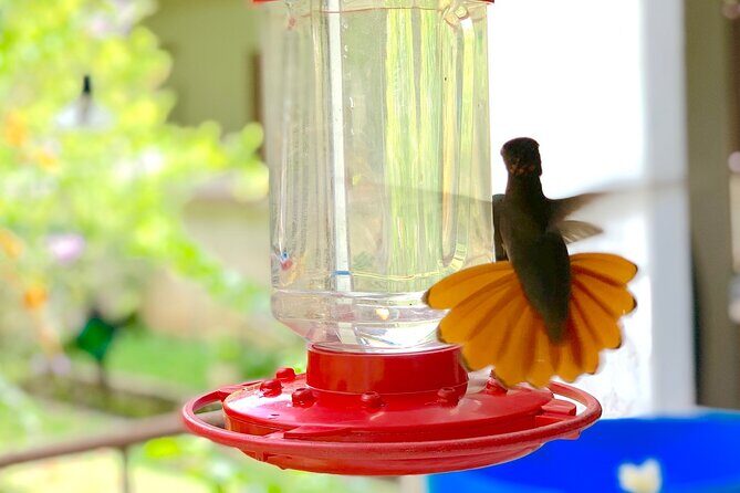 Half-day 3-Course Cocoa Lunch Tour in Trinidad - Is It Worth the Price?