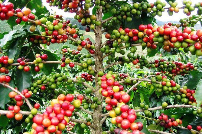 Half-Day Adventure 4x4 ATV, Water Cave and Dominican Culture - The Realities According to Reviews