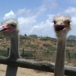 Half-Day Aruba Animal Sanctuary Guided Tour - Who Will Love This Tour?
