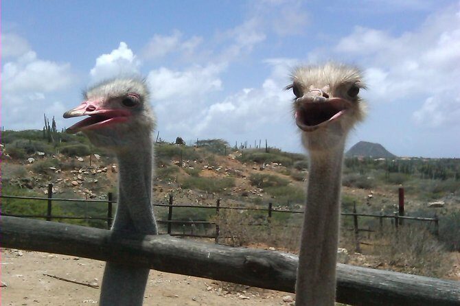 Half-Day Aruba Animal Sanctuary Guided Tour - Who Will Love This Tour?