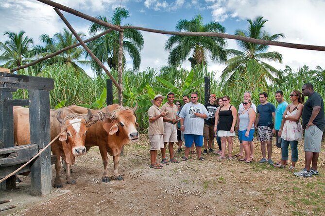 Half-Day Authentic Safari and Traditional Combo - Food and Drinks