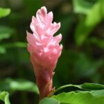 Half-Day Barbados Tour Harrisons Cave Hunte's Garden and Bathsheba - Authentic Insights from Travelers