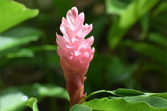 Half-Day Barbados Tour Harrisons Cave Hunte's Garden and Bathsheba - Authentic Insights from Travelers