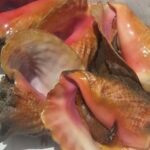 Half day Deep sea/light tackle fishing charters - The Realities of the Experience (As Reported by Travelers)