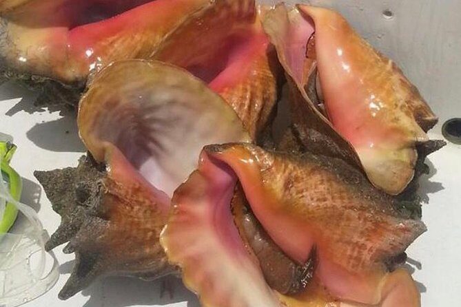 Half day Deep sea/light tackle fishing charters - The Realities of the Experience (As Reported by Travelers)